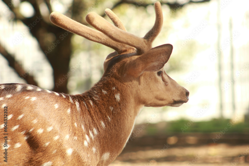 Стоковое фото «The Spotted Deer, known in Hindi as Chital, Axis Deer ...