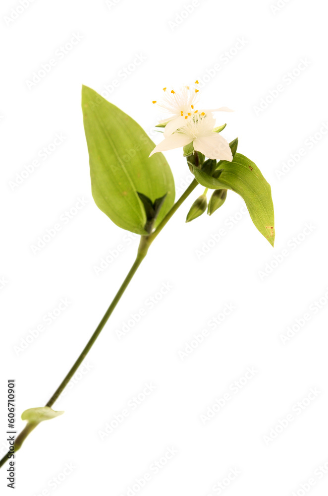 Flora of Gran Canaria - Tradescantia fluminensis, wandering trad ...