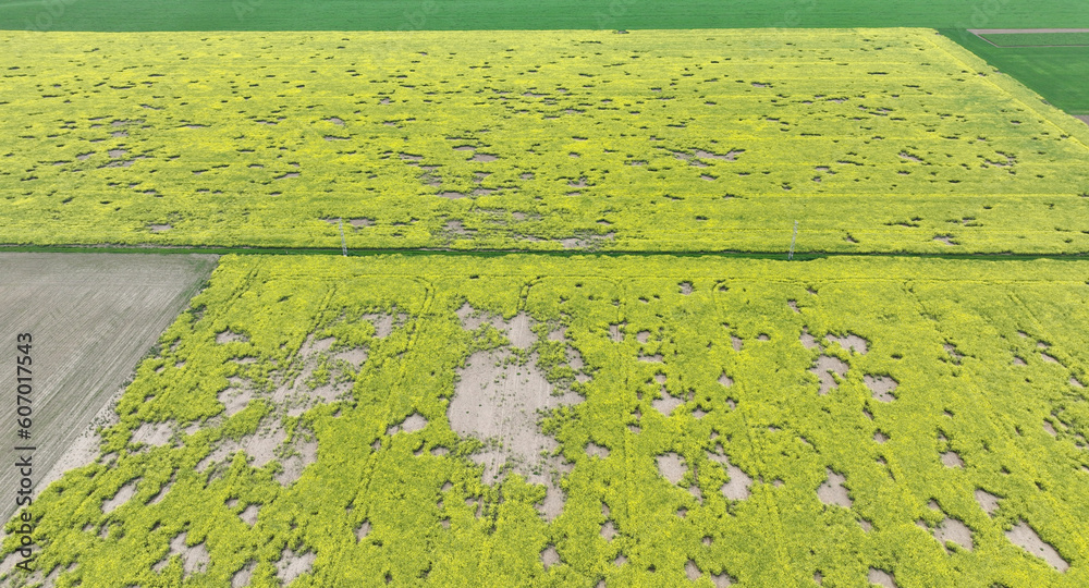 Field vole common Microtus arvalis oilseed disaster extremely attacked ...