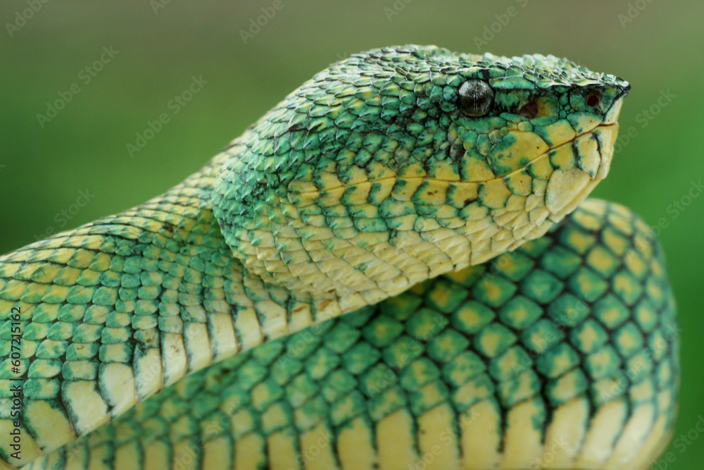 snake, viper, kalimantan, poisonous, the original viper of kalimantan ...