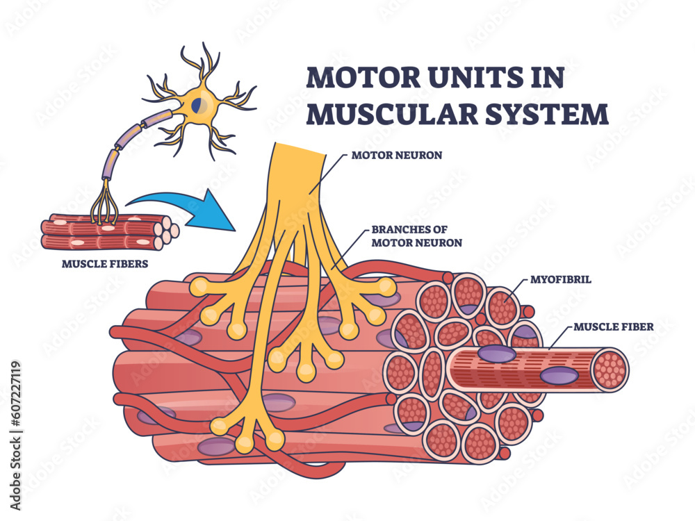 Vector de Stock Motor units in muscular system with fibers neuron ...