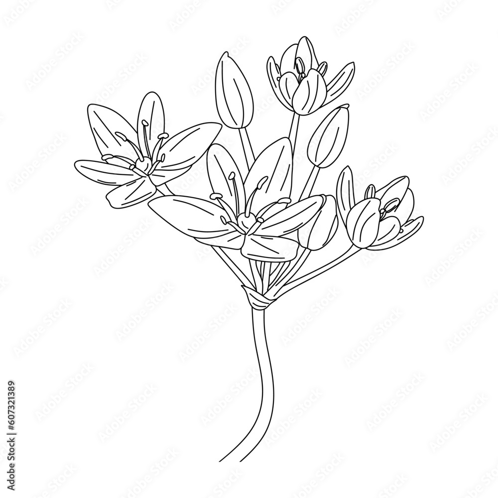 Vetor Hand drawn flower of neapolitan garlic. Allium neapolitanum wild ...