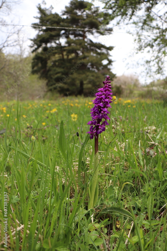 Orchis mascula : L'Orchis mâle, Satyrion mâle ou Herbe à la couleuvre ...