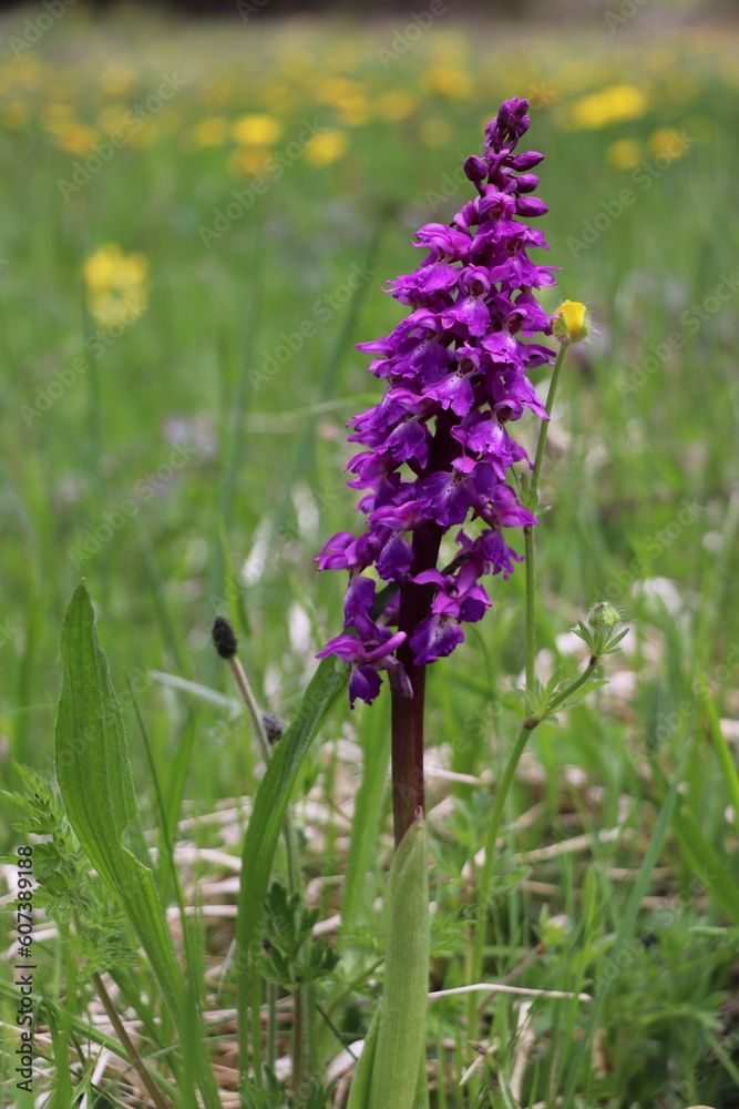 Orchis mascula : L'Orchis mâle, Satyrion mâle ou Herbe à la couleuvre ...