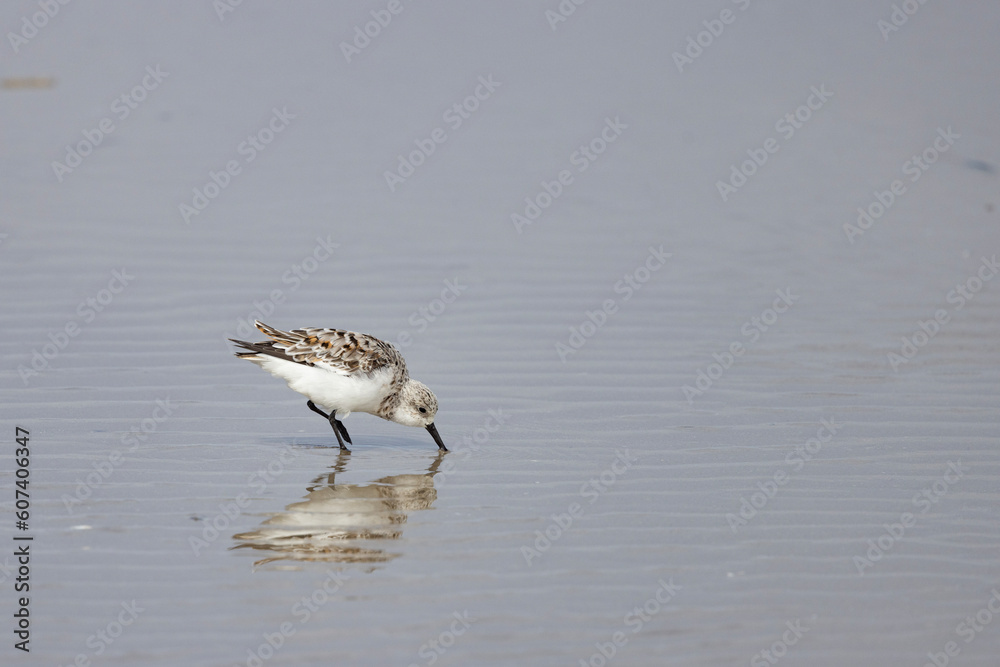 Sanderling (Calidris alba) is a small wading bird. The name derives ...