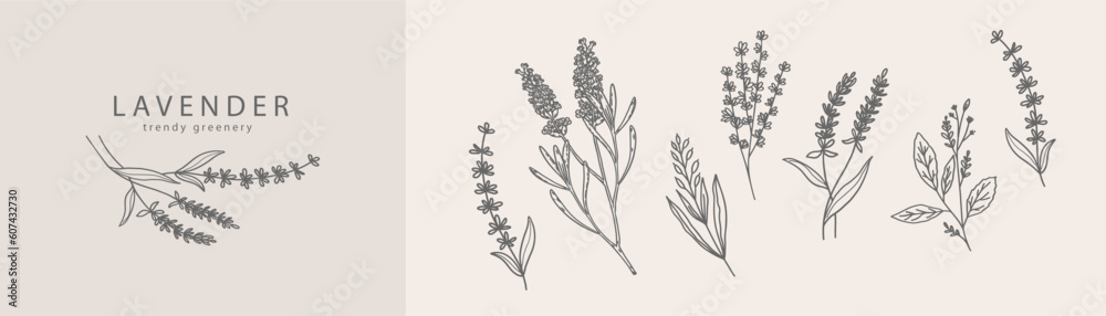 Lavender logo and branch. Hand drawn wedding herb, plant and monogram with elegant leaves for ...