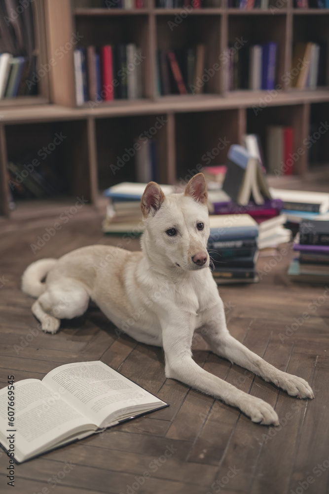 Jindo Mix Majesty: Discover the Perfect Blend of Beauty and Loyalty ...