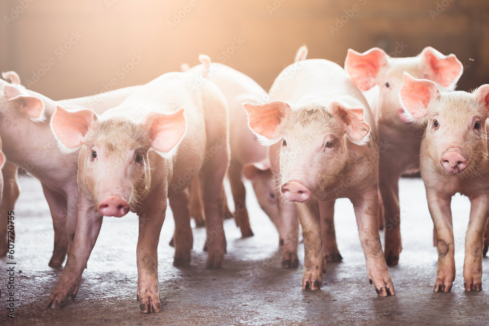 pig farming industry fattening pigs for consumption of meat , Pork is ...