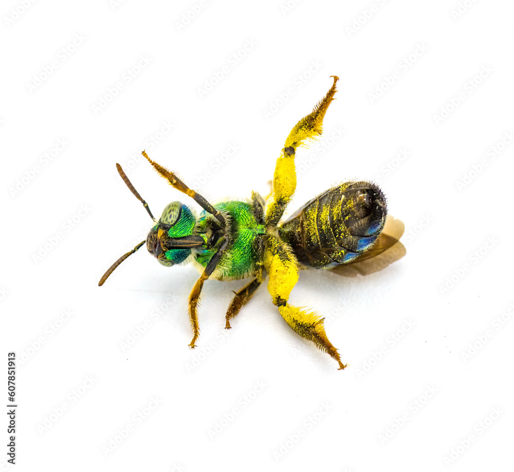 Agapostemon splendens - brown winged striped metallic green sweat bee ...