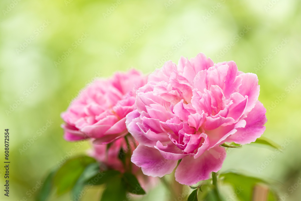 Damask rose flower on nature background. Stock Photo | Adobe Stock