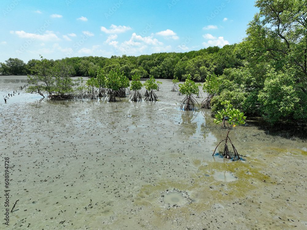 Green mangrove forest and mudflat at the coast. Mangrove ecosystem ...