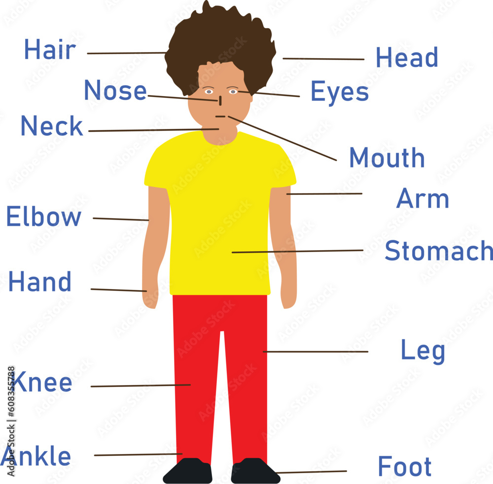Body Parts Name In English Stock Vector | Adobe Stock