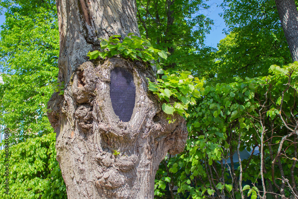 Metal mesh protects the trunk of an old tree from rodents. Treatment of ...