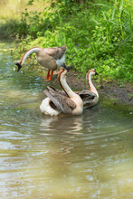 Two Brown Chinese Geese Free Stock Photo - Public Domain Pictures