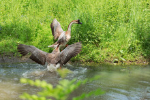 Two Brown Chinese Geese Free Stock Photo - Public Domain Pictures