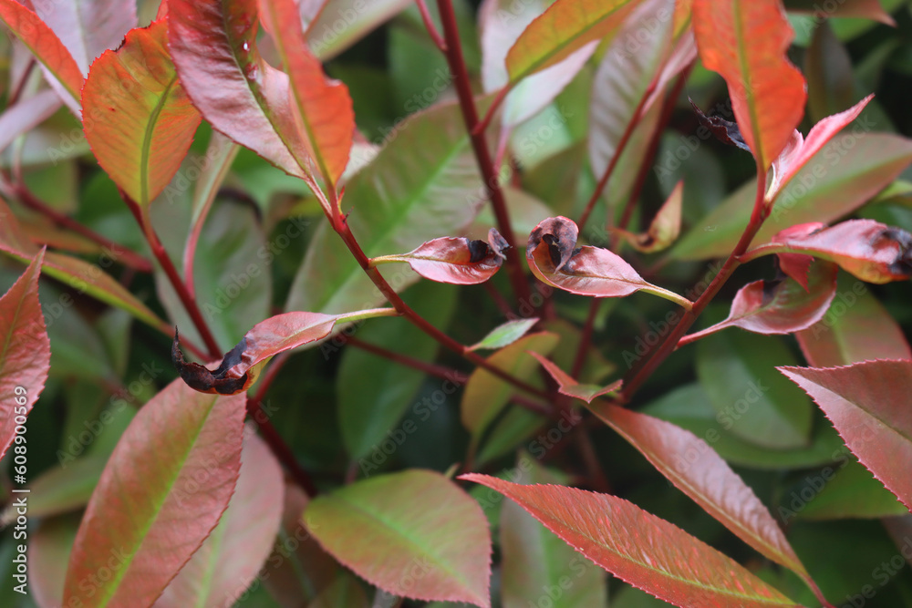 Close-up of Photinia red leaves on bush with dry black spots damaged by ...