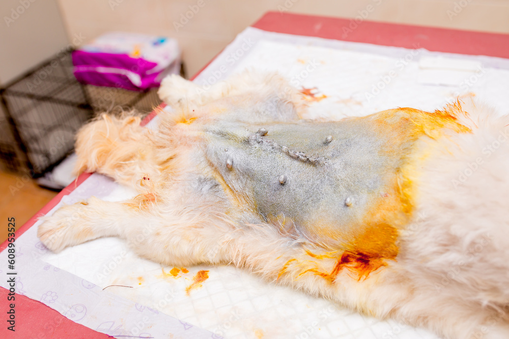 Veterinary clinic, a surgeon doctor performs an operation to remove ...