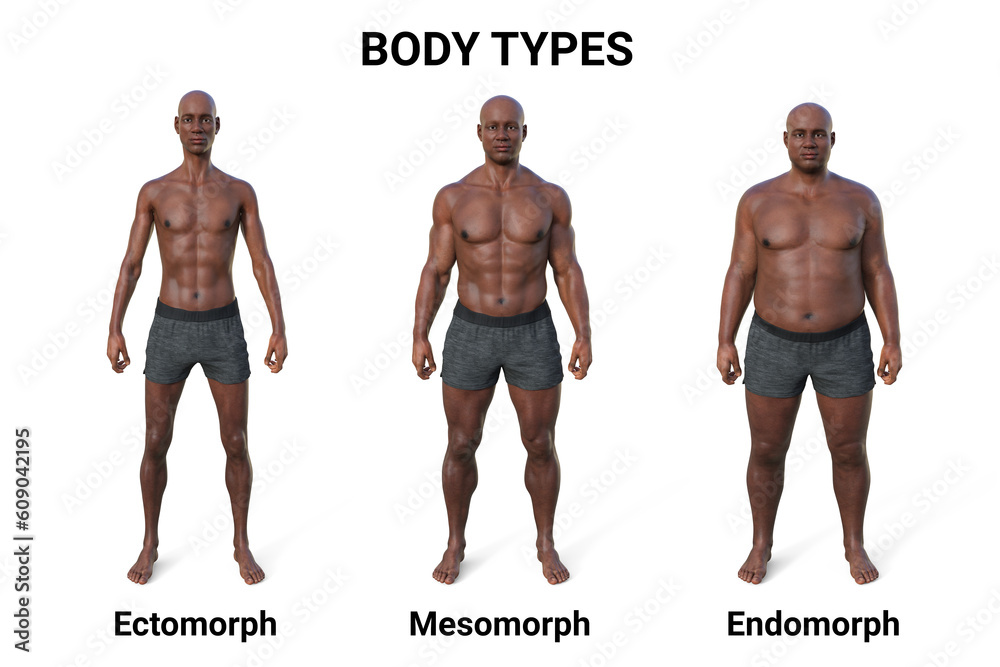 A 3D illustration of a male body showcasing three different body types ...