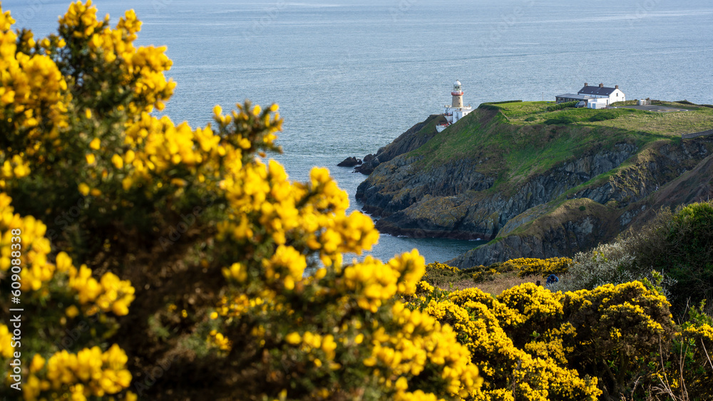 View of green heather fields, the Baily Lighthouse and the Irish Sea ...