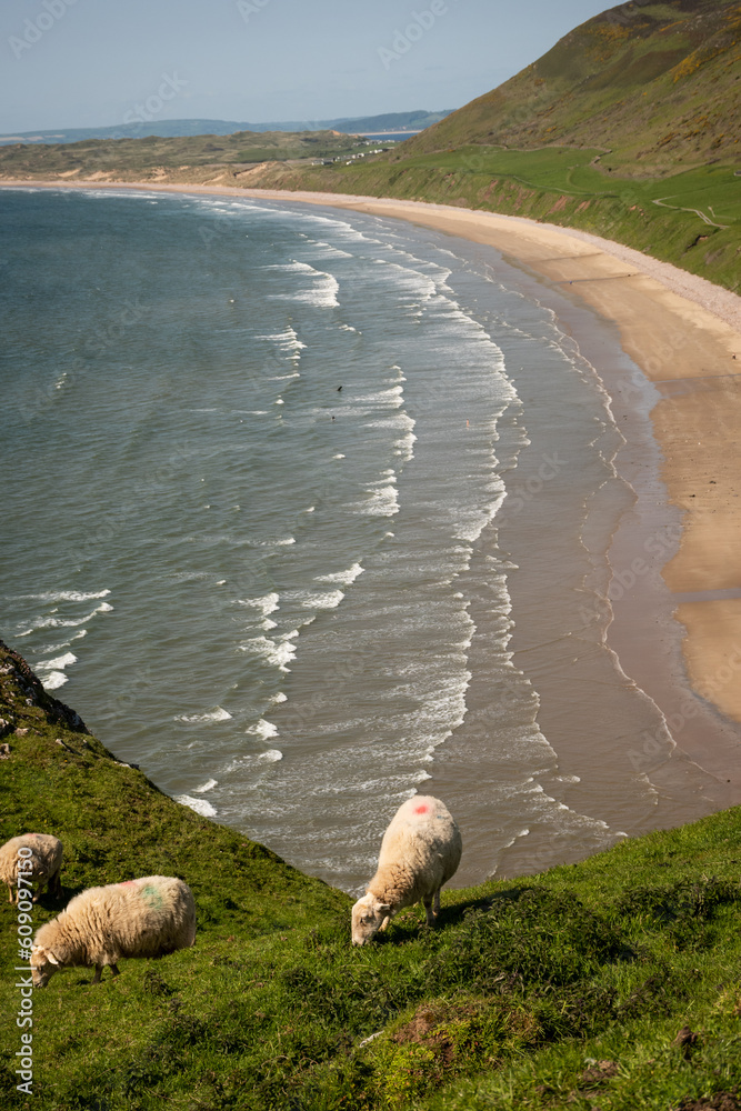 woolly sheep on the edge of a cliff on Worms Head in the Gower, South ...