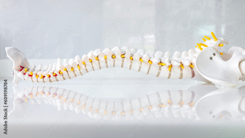 Total human spine skeleton model with beautiful reflection on glass ...