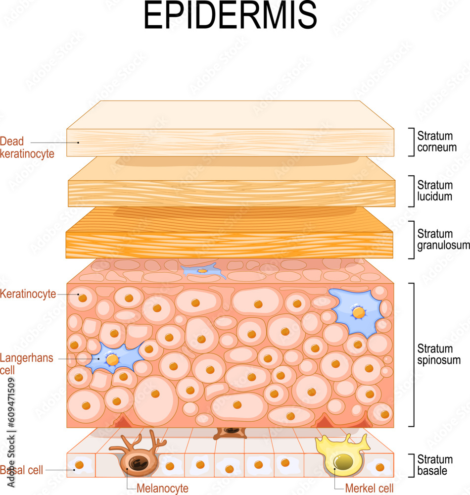 epidermis structure. Skin anatomy. Cell, and layers of a human skin ...