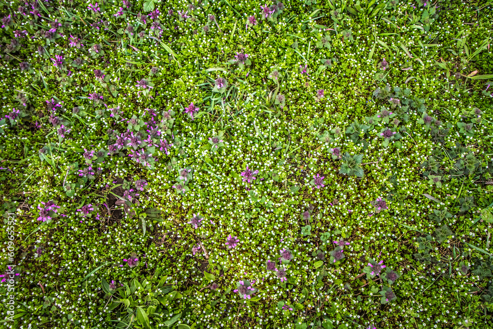 The Red deadnettle (Lamium purpureum) and The chickweed (Stellaria ...