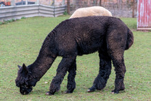 Black Alpaca Photograph Free Stock Photo - Public Domain Pictures