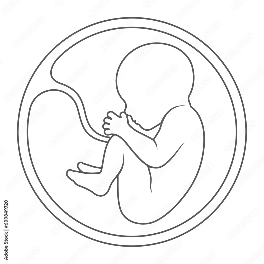 Vector black outline human embryo. Isolated on white background Stock ...