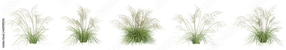 Set of Switch grass with isolated on transparent background. PNG file ...