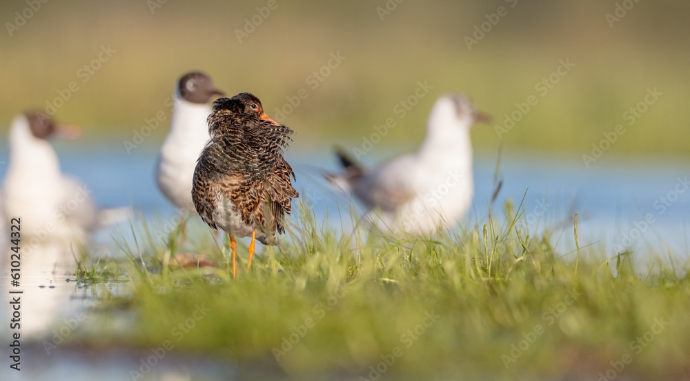 Ruff - male bird at a wetland on the mating season in spring Stock Photo | Adobe Stock