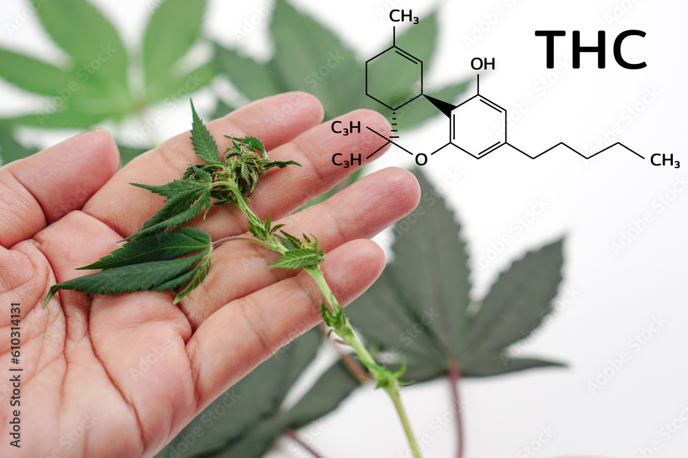 Hand holding fresh Cannabis leaf or marijuana leaf and blurred ...