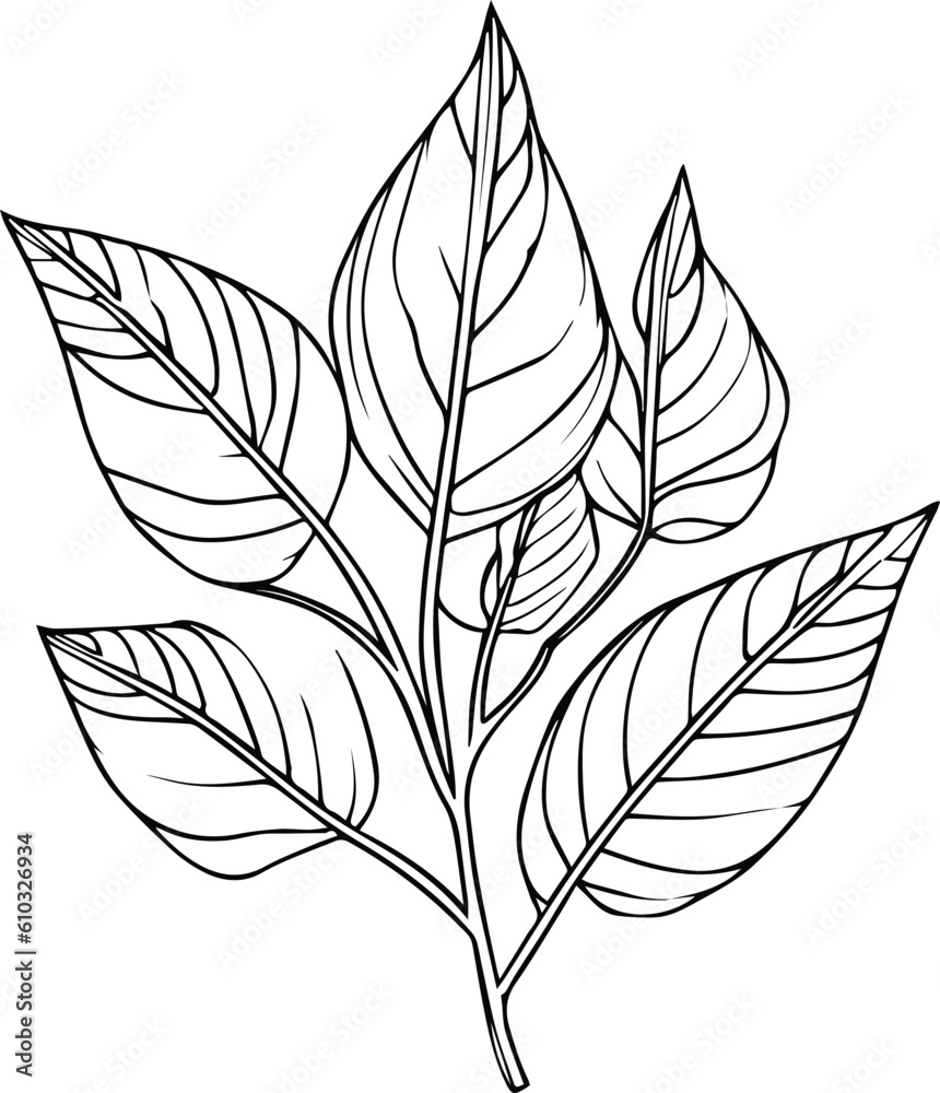 Vektor vintage botanical line drawing, botanical illustration botanical ...
