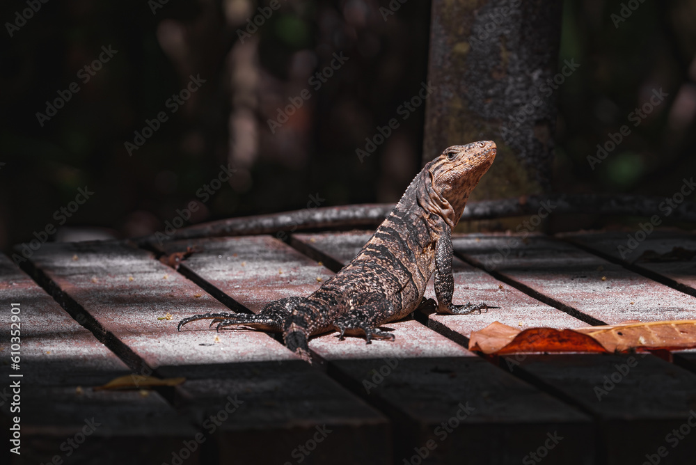Green iguana on tree in tropical rainforest, Rio Tempisque Guanacaste ...