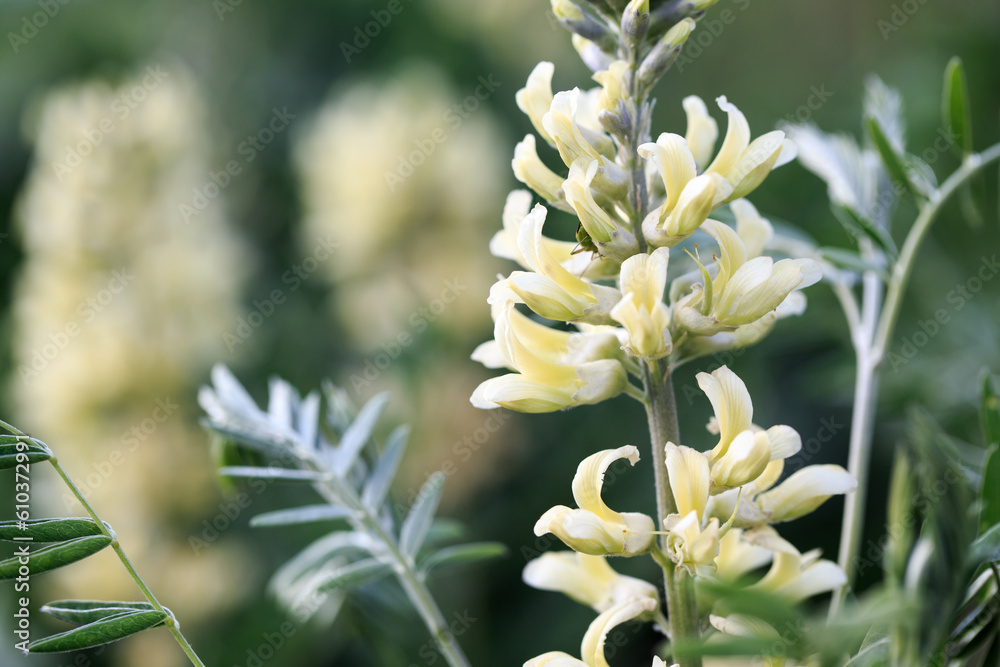 Sophora foxtail, Sophora alopecuroides, Sophora vulgaris, perennial ...