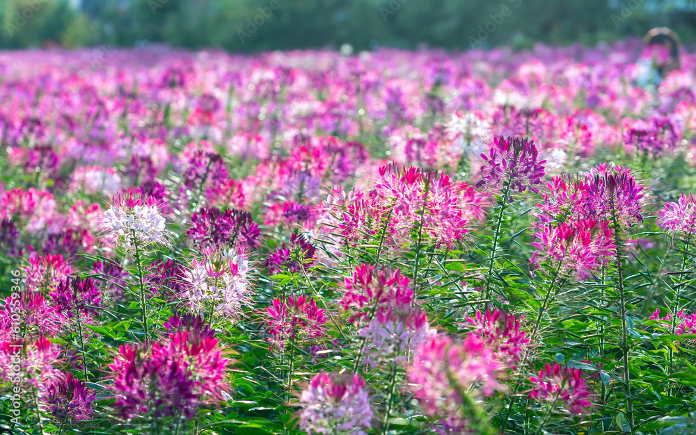 Cleome spinosa flower field blooms brilliantly in eco-tourism area ...