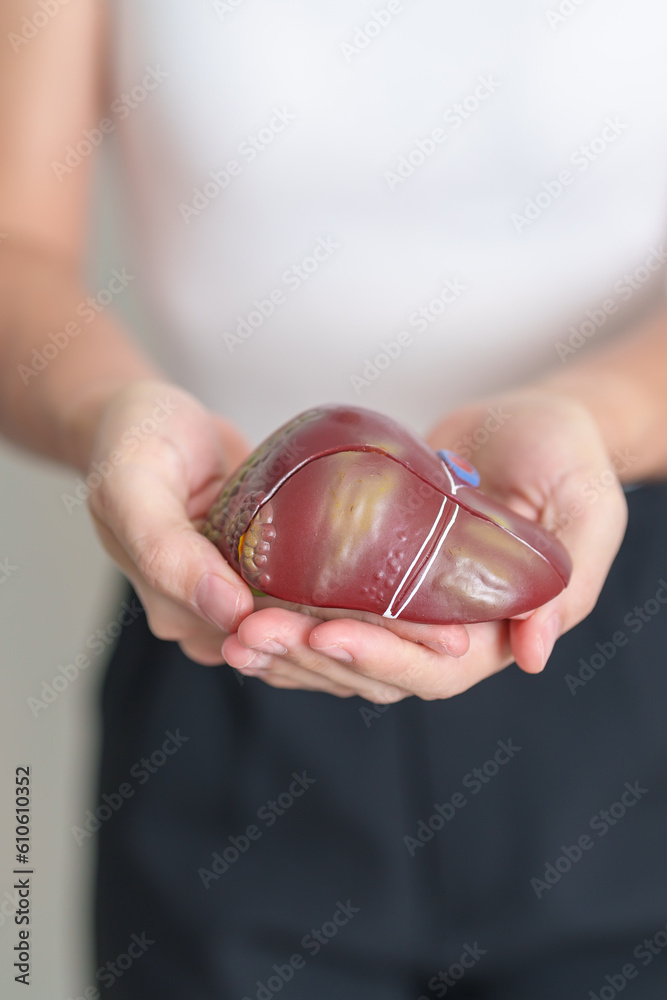 Woman holding human Liver anatomy model. Liver cancer and Tumor ...