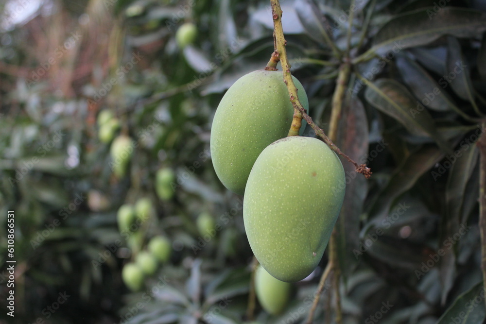 Mango harvesting in a farm, unripe green mangoes hanging on tree, Green ...