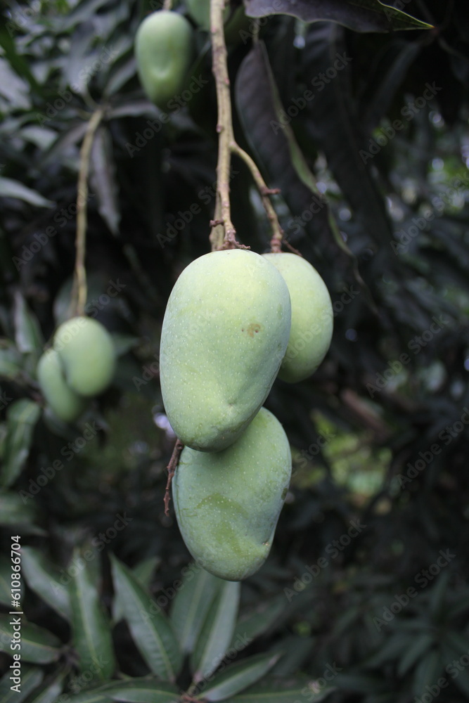Mango harvesting in a farm, unripe green mangoes hanging on tree, Green ...