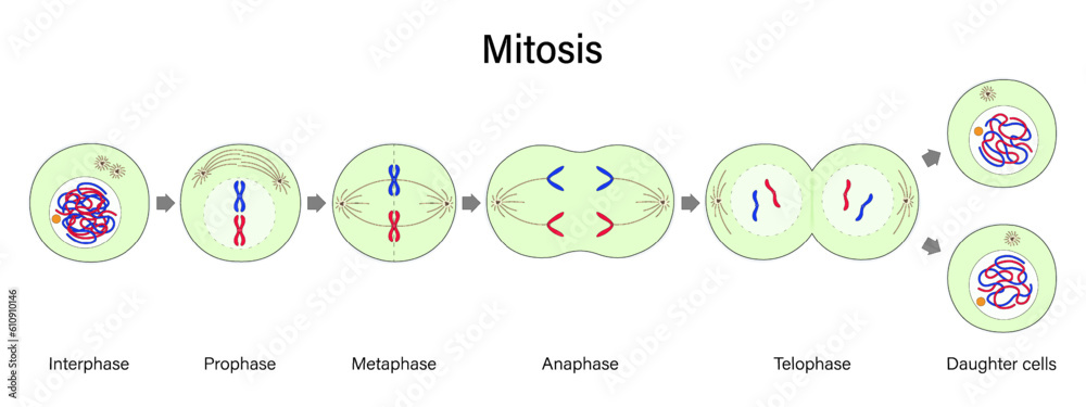 Diagram of Mitosis vector. Prophase, Metaphase, Anaphase, and Telophase ...