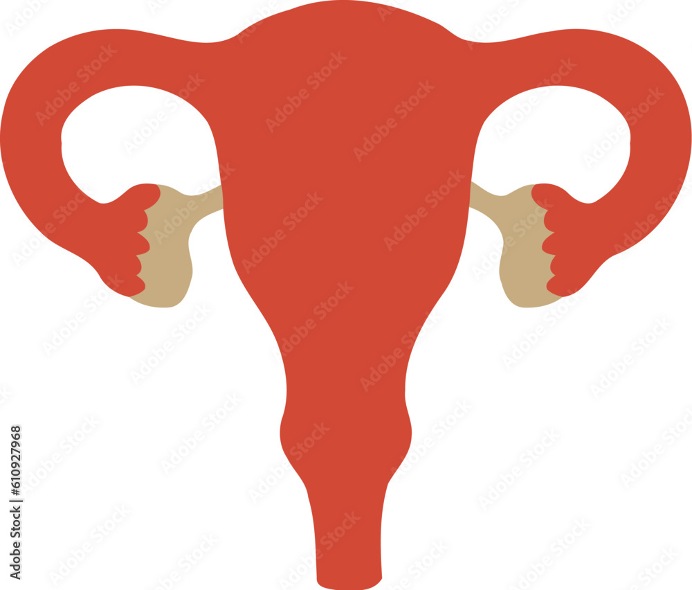 Human Female Reproductive Organ Stock Vector | Adobe Stock