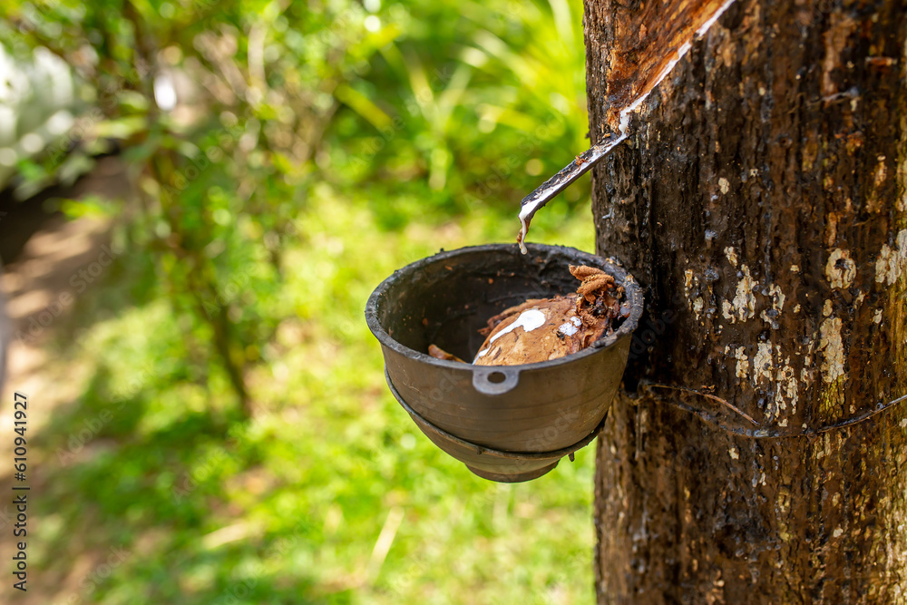 Milky latex extracted from the rubber tree Hevea Brasiliensis as a ...
