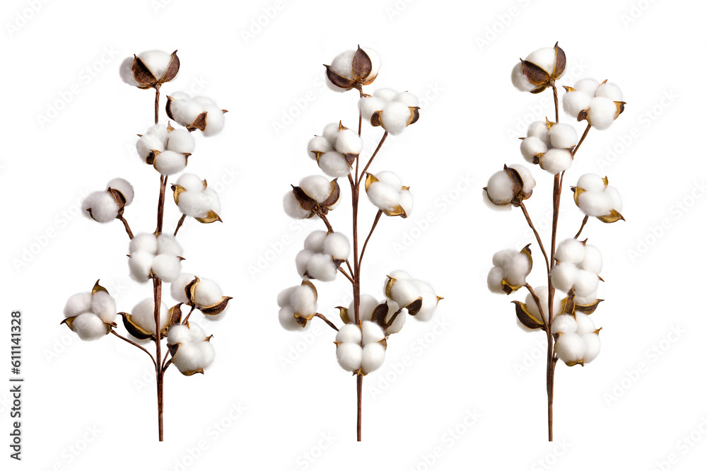 Set of cotton branches isolated on on transparent background. Delicate ...