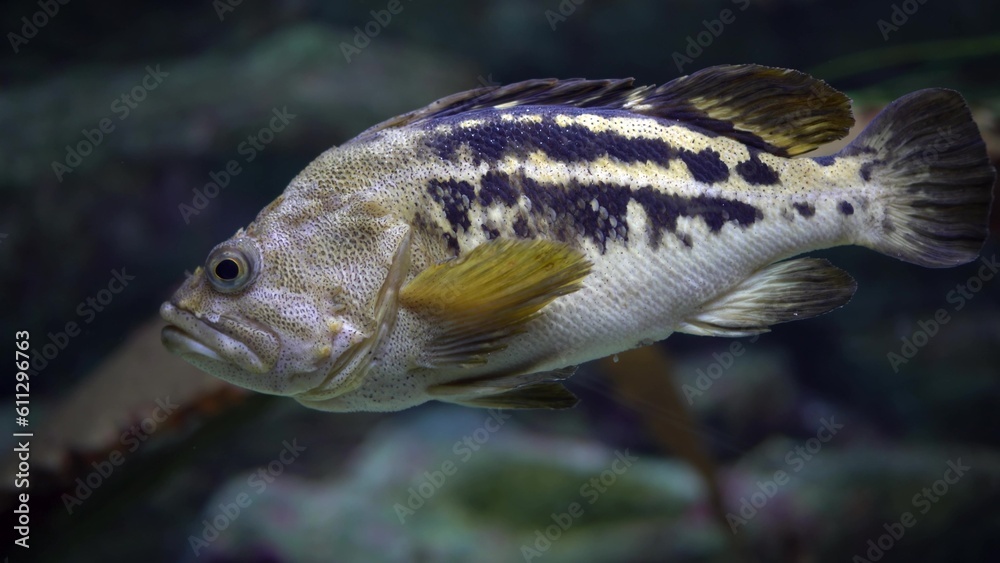 Stock-Foto „Sebastes carnatus swims slowly in dark water in the oceania ...