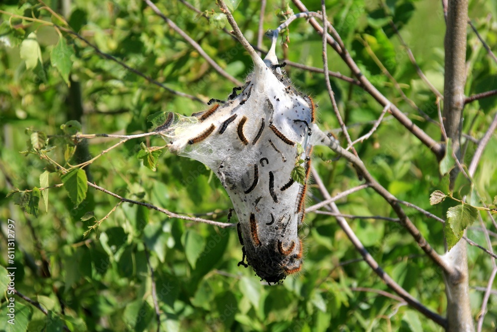 Caterpillars of fruit ermine moth (Yponomeuta padellus) on a tree ...