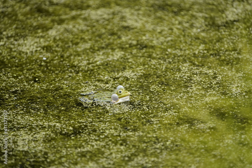 Pond frog in mating mood. (Pelophylax kl. esculentus) is a European ...