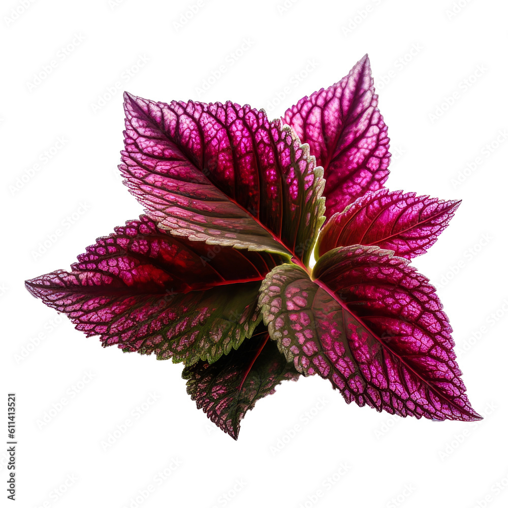 Coleus scutellarioides leaf cutout isolated on transparent background ...