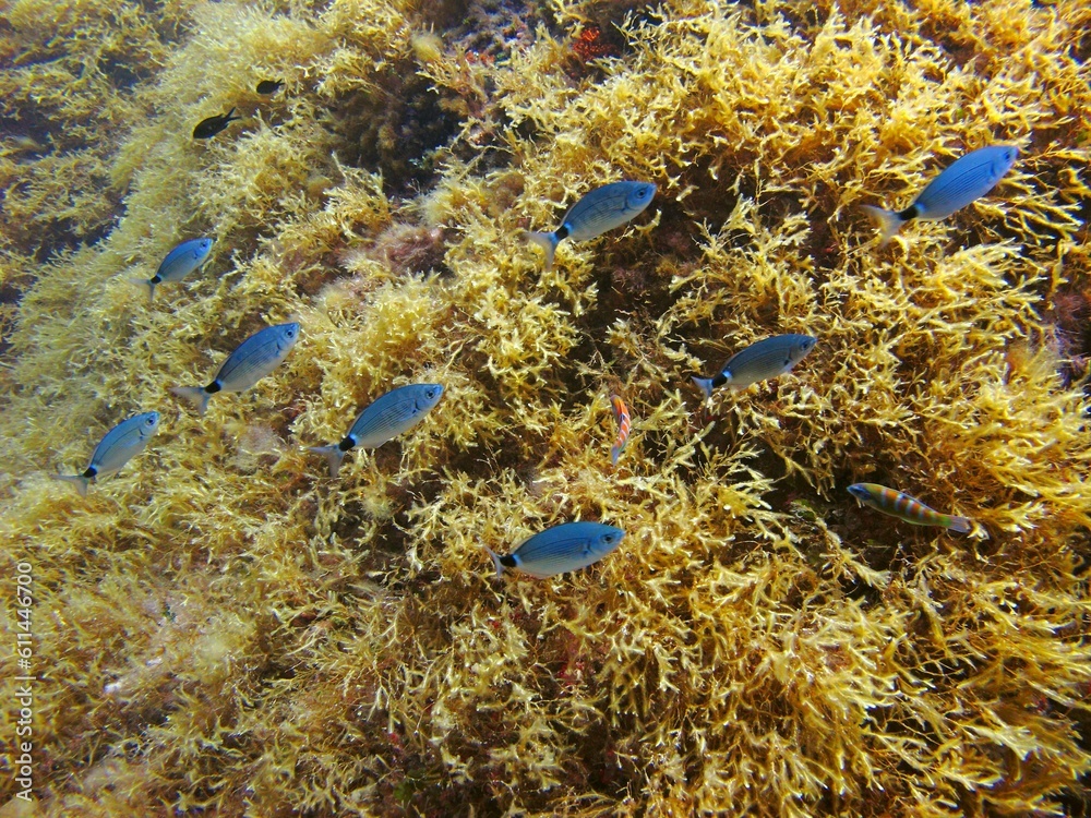 Seabed with underwater plants and school of fish. Scuba diving with ...