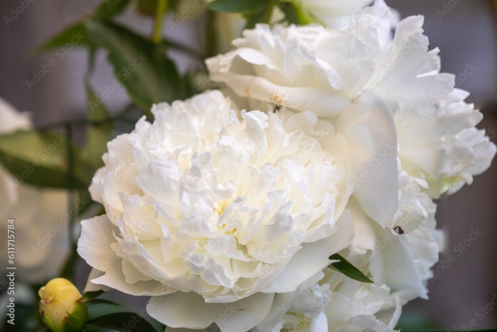 Peonies: Peony is a genus of the family Paeoniaceae. The botanical name ...