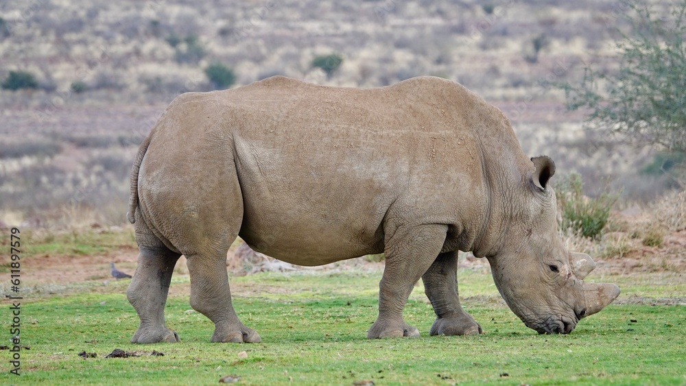 Nashorn, Rhinozeros in Namibia, frei und wild Stock Photo | Adobe Stock